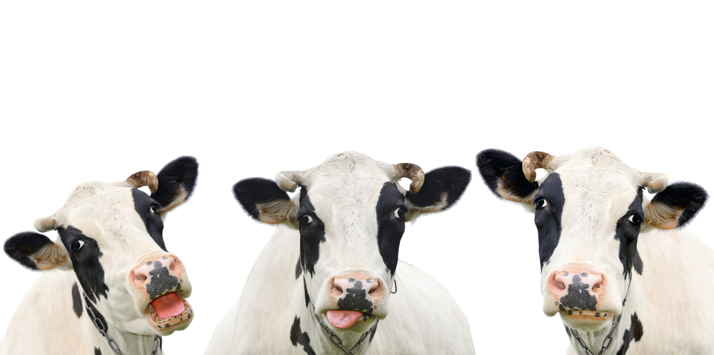 Cows | The Capitalism Report